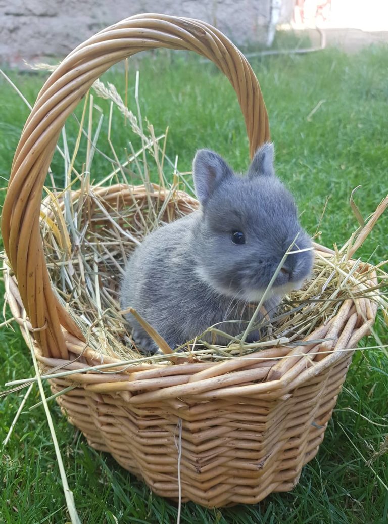 Chovní králíčci – Zakrslý králík